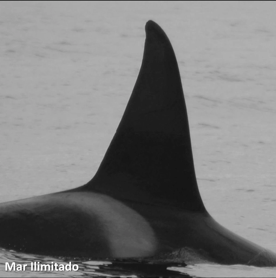 D-003 Afella | Killer Whale Wiki | Fandom