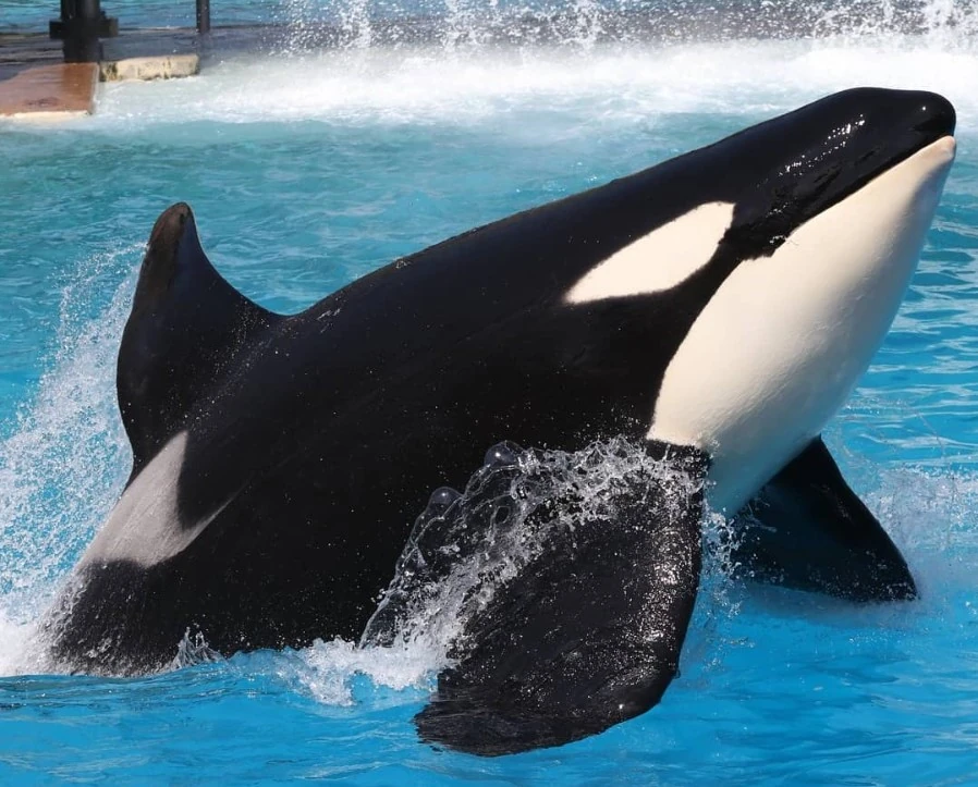 Nakai | Killer Whale Wiki | Fandom