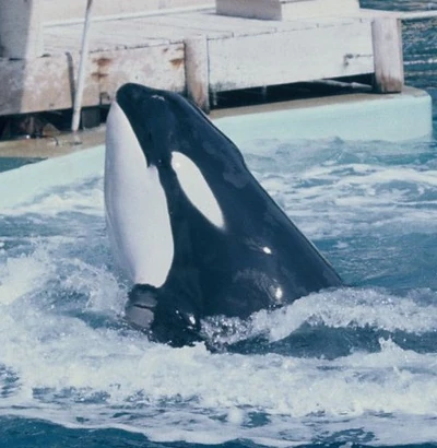 Photos of Ramu | Killer Whale Wiki | Fandom