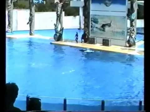 Videos of Kanduke | Killer Whale Wiki | Fandom