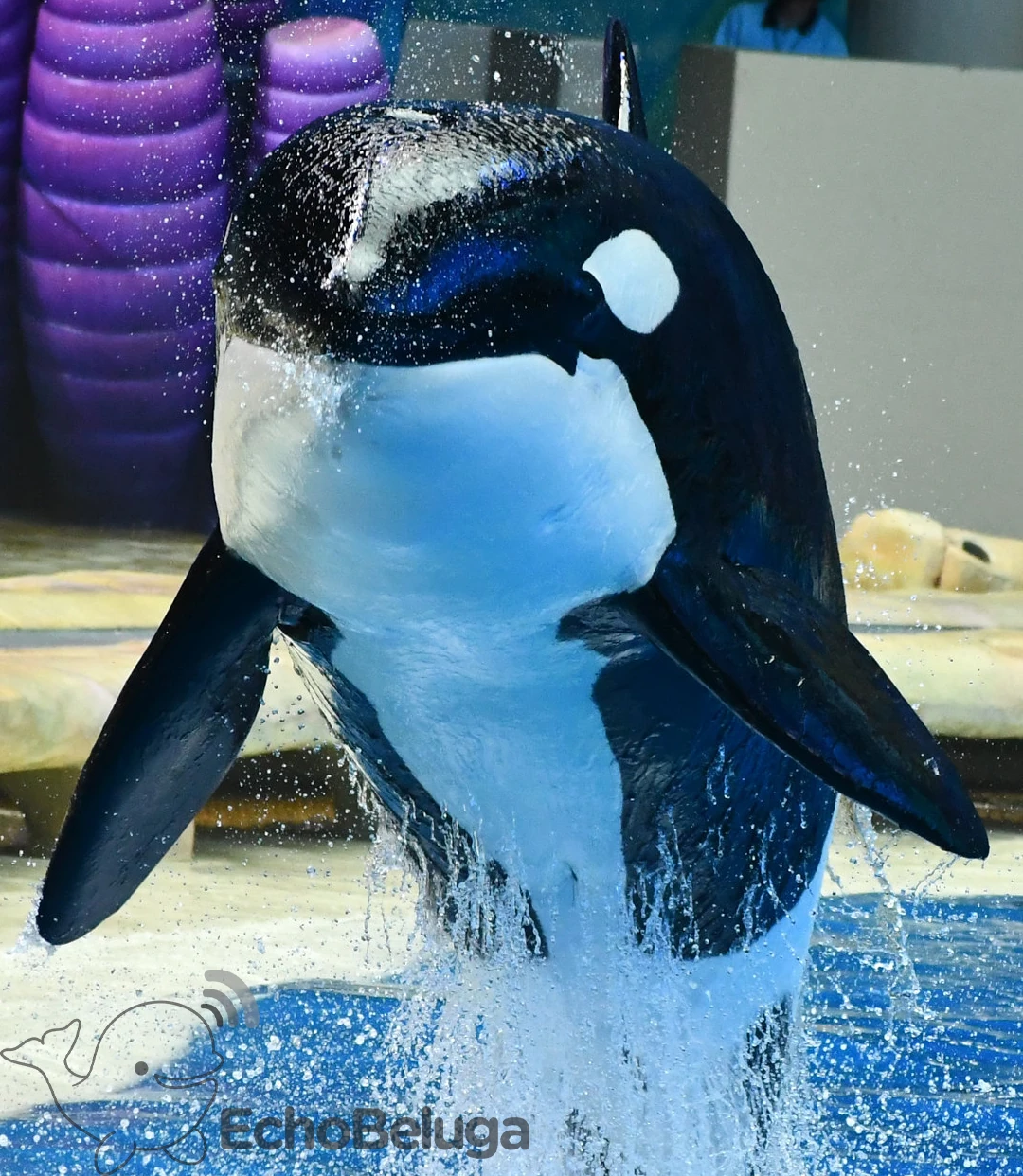 Chad | Killer Whale Wiki | Fandom