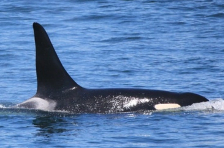 L89 Solstice | Killer Whale Wiki | Fandom
