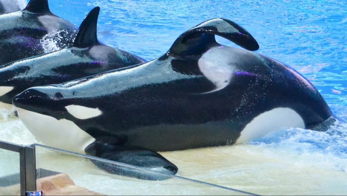 Tyson | Killer Whale Wiki | Fandom