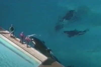 Photos of Kandu V | Killer Whale Wiki | Fandom