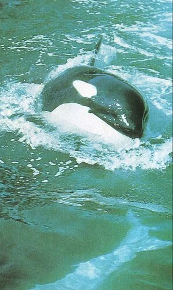 Photos of Haida | Killer Whale Wiki | Fandom