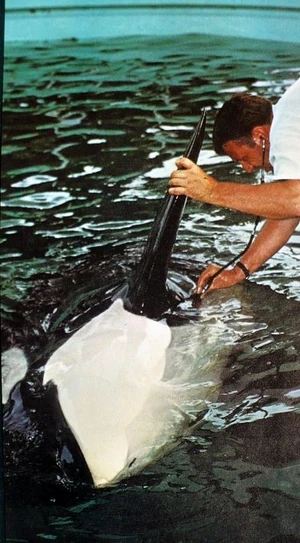 Photos of Hugo | Killer Whale Wiki | Fandom