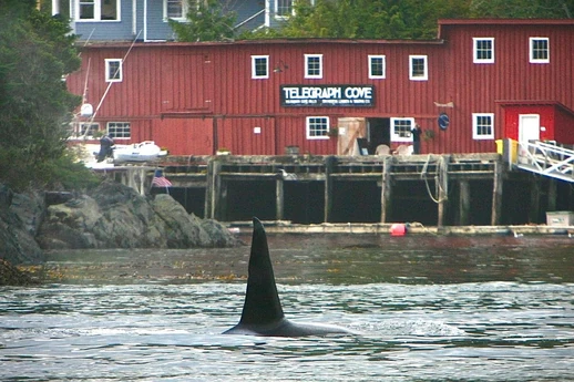 Photos of T044 Ben | Killer Whale Wiki | Fandom