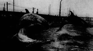 Photos of Chimo | Killer Whale Wiki | Fandom