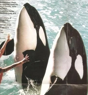 Kasatka | Killer Whale Wiki | Fandom