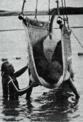 Photos of Kim | Killer Whale Wiki | Fandom