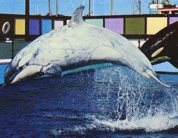 Chimo | Killer Whale Wiki | Fandom