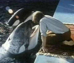 Chimo | Killer Whale Wiki | Fandom