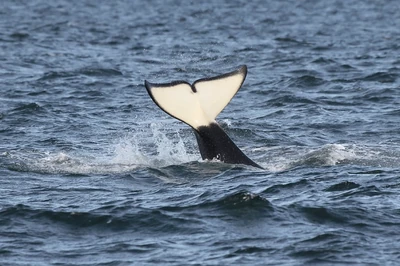 Photos of J22 Oreo | Killer Whale Wiki | Fandom