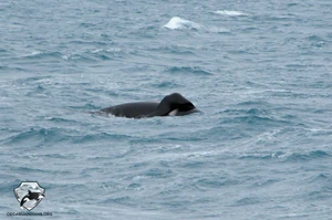 Photos of SN090 Floppy | Killer Whale Wiki | Fandom