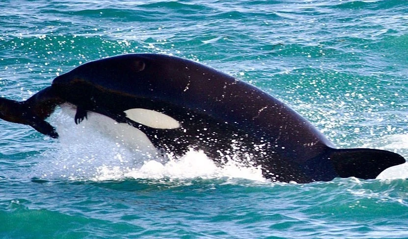 PTN-033 Keoken | Killer Whale Wiki | Fandom