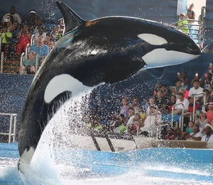 Photos of Takara | Killer Whale Wiki | Fandom