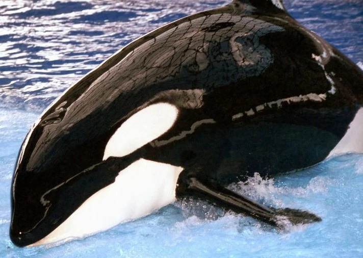 Kenau | Killer Whale Wiki | Fandom