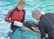 Halyn | Killer Whale Wiki | Fandom