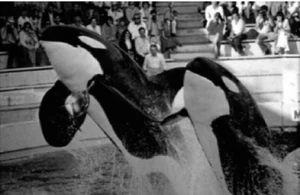 Photos of Hugo | Killer Whale Wiki | Fandom