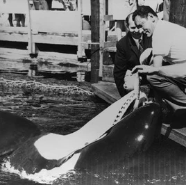 Hyak | Killer Whale Wiki | Fandom