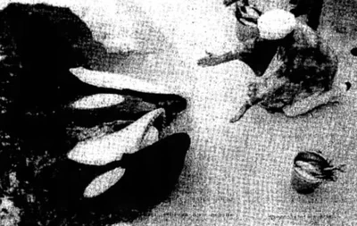 Photos of Hugo | Killer Whale Wiki | Fandom