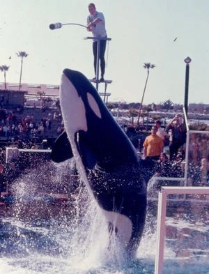 Photos of Shamu | Killer Whale Wiki | Fandom