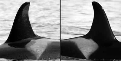 Photos of J22 Oreo | Killer Whale Wiki | Fandom