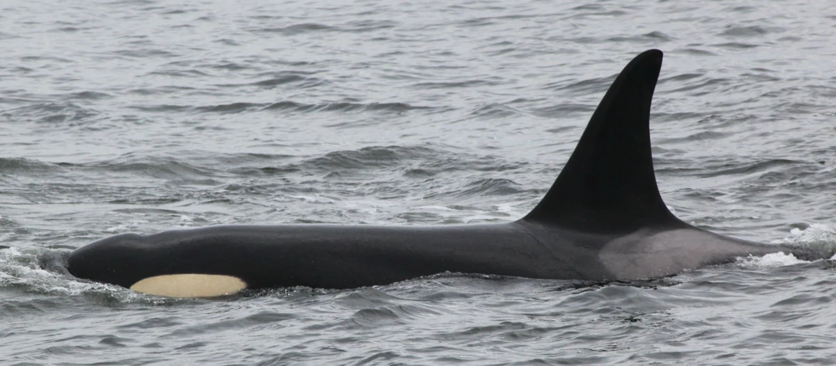 L90 Ballena | Killer Whale Wiki | Fandom