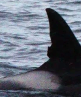 ANT-A-10 Solar | Killer Whale Wiki | Fandom