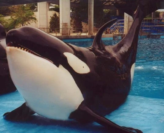 Winnie | Killer Whale Wiki | Fandom