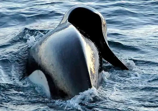 Wild Orca With Collapsed Dorsal Fin