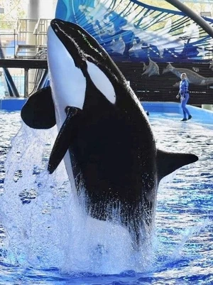 Photos of Takara | Killer Whale Wiki | Fandom