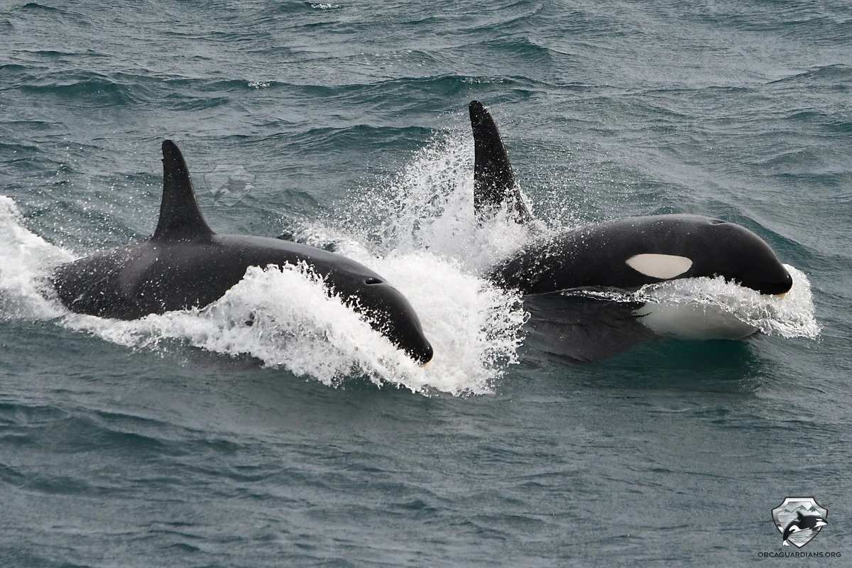 Photos of SN122 | Killer Whale Wiki | Fandom