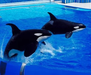 Photos of Orkid | Killer Whale Wiki | Fandom
