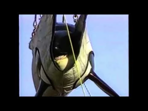 Videos of Kenau | Killer Whale Wiki | Fandom