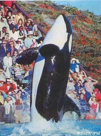 Photos of Kandu III | Killer Whale Wiki | Fandom