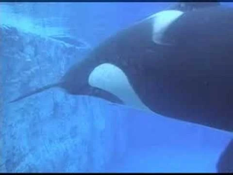 Videos of Taima | Killer Whale Wiki | Fandom