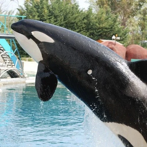 Freya | Killer Whale Wiki | Fandom