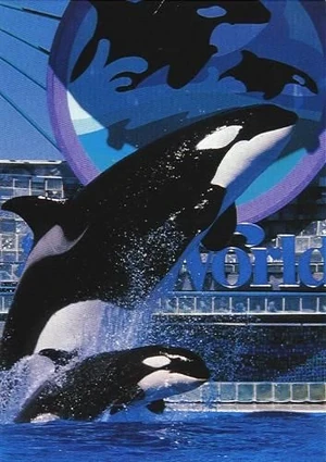 Photos of Kandu V | Killer Whale Wiki | Fandom