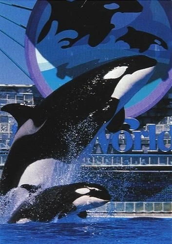 Photos of Kandu V | Killer Whale Wiki | Fandom