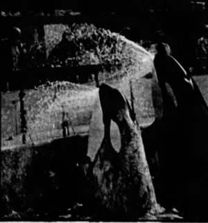 Photos of Chimo | Killer Whale Wiki | Fandom