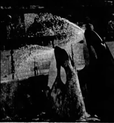 Photos of Chimo | Killer Whale Wiki | Fandom