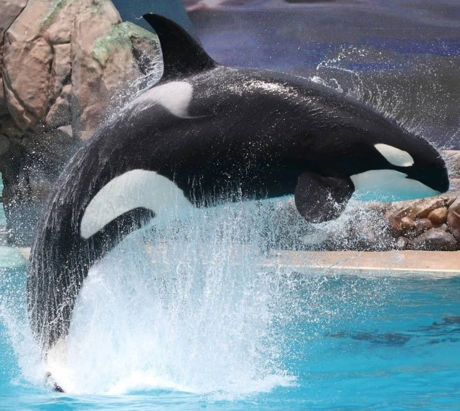 Orkid | Killer Whale Wiki | Fandom