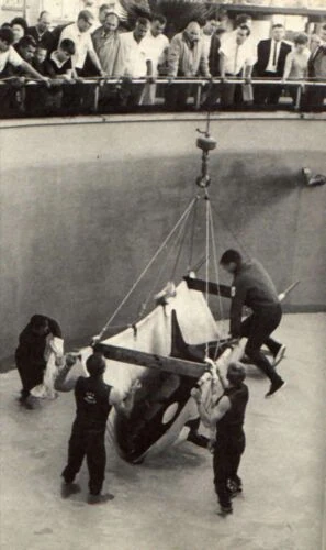 Photos of Shamu | Killer Whale Wiki | Fandom