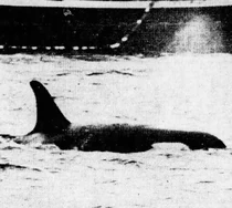 Shamu | Killer Whale Wiki | Fandom
