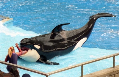 Photos of Kalina | Killer Whale Wiki | Fandom