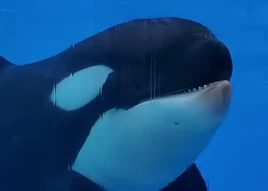 Teno | Killer Whale Wiki | Fandom