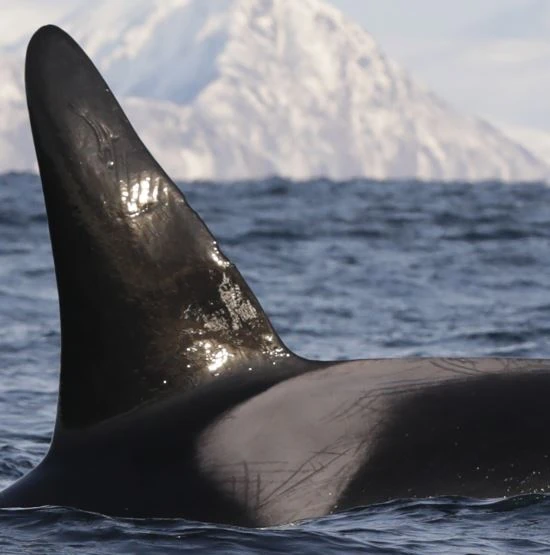 NKW-0067 | Killer Whale Wiki | Fandom