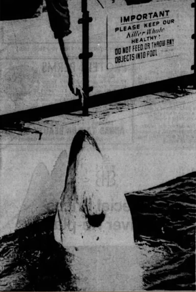 Photos of Chimo | Killer Whale Wiki | Fandom