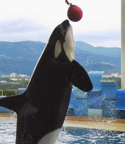 Kyu | Killer Whale Wiki | Fandom
